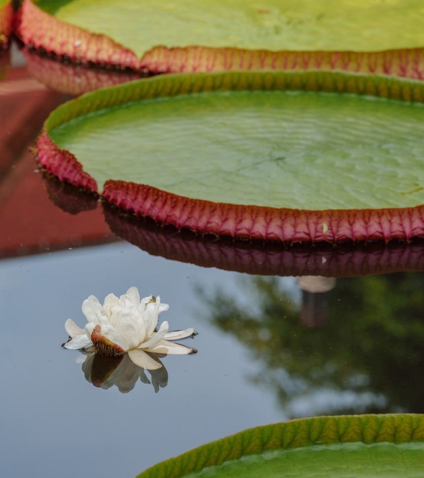 Photogenic Activities Ma Doo Bua Phuket - The Legend of Thai Villas ...